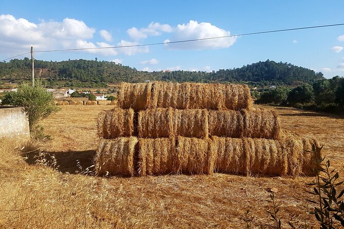 Half-Day Small-Group E-Bike Tour of Rural Algarve With Lunch - Suitability and Accessibility