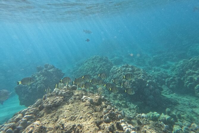 Hanauma Bay Guided Snorkeling Tour With Transportation - Highlights of the Snorkeling Adventure
