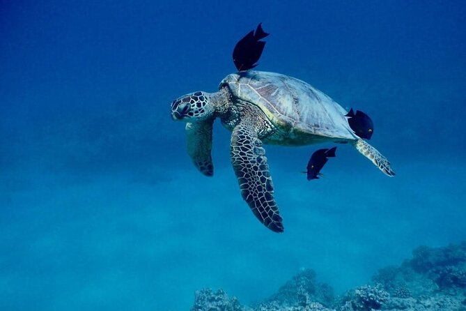 Hawaiian Sea Turtles and Snorkeling Experience in Kona with Lunch - The Crew and Overall Experience