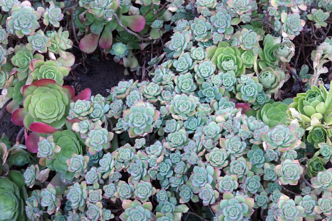 Hidden Stairways of San Francisco - Who Will Love This Tour?