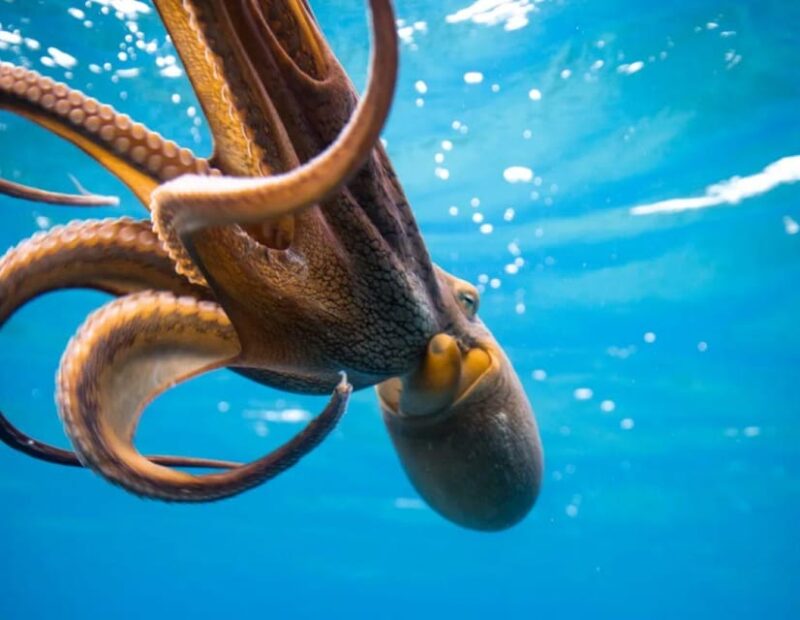 Honolulu: Scuba Diving for Certified Divers - FAQ