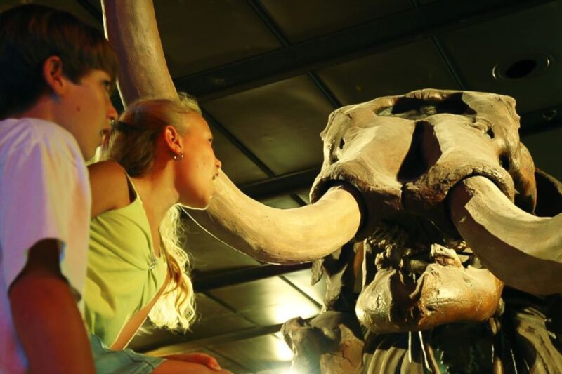 Houston Museum of Natural Science General Admission Ticket - The Value of Your Ticket