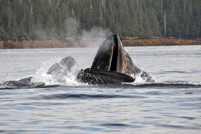 Hovercraft Eco Adventure and Wildlife Viewing - Expert Guidance for an Educational Adventure