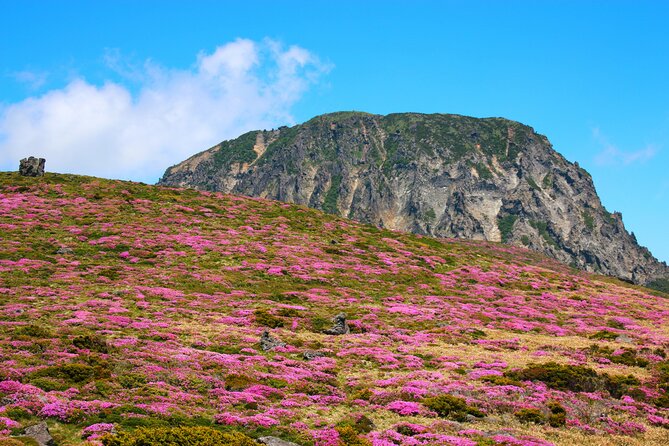 Jeju island Southern UNESCO Day Tour With Hallasan MT - The Real Value of This Tour
