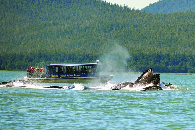 Juneau Whale Watching and Salmon Bake - Practical Details and Considerations