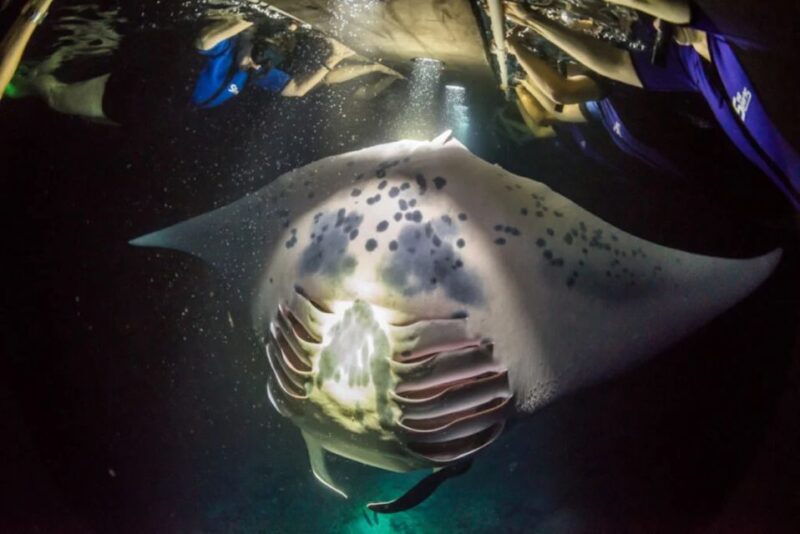Kailua-Kona: Manta Ray Watching Nighttime Boat Trip - The Sum Up