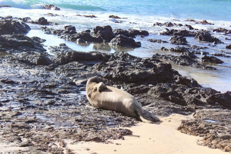 Kailua: Mokulua Islands Kayak Tour with Lunch - Who Will Love This Tour?