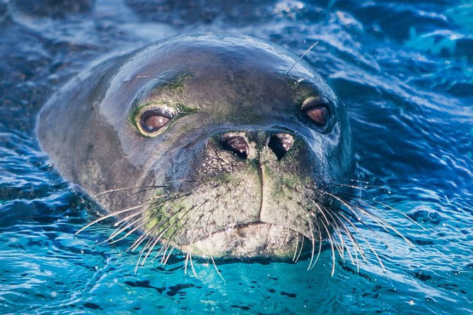 Kaimana Ocean Safari - Frequently Asked Questions (FAQs)