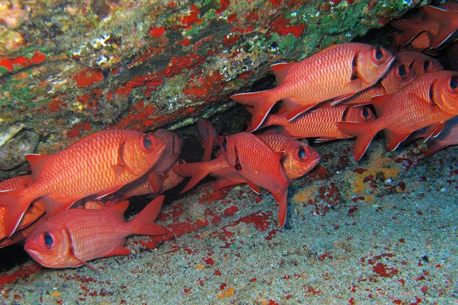 Kauai’s Ultimate Guided Shore Snorkel: South Poipu - FAQs