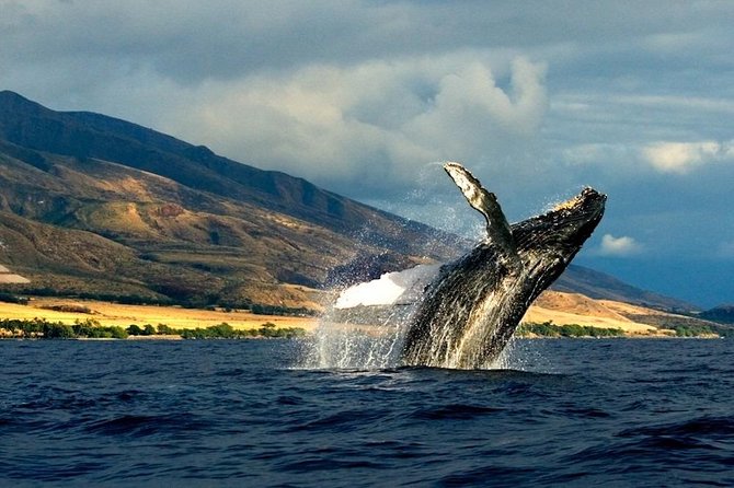 Kauais Ultimate South Side Whale & Dolphin Zodiac Boat Adventure - Adventure Level and Conditions