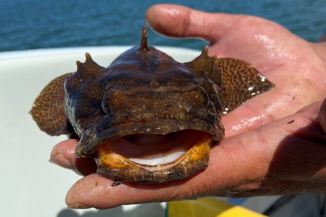 Kayak Tours With Amazing Caves, Sea Life and Marine Biologist . - Health and Safety Considerations