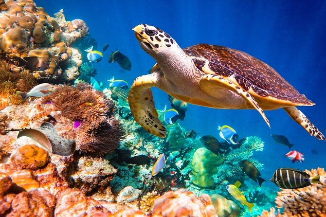Key Largo Snorkeling Trips & Sandbar Tours - Customer Feedback