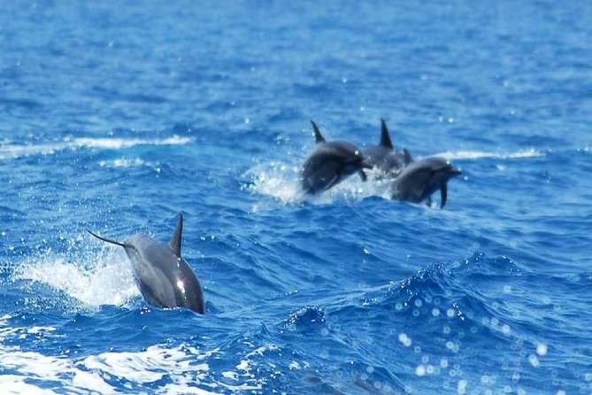 Key West Dolphin and Snorkel Experience - Safety Guidelines and Recommendations