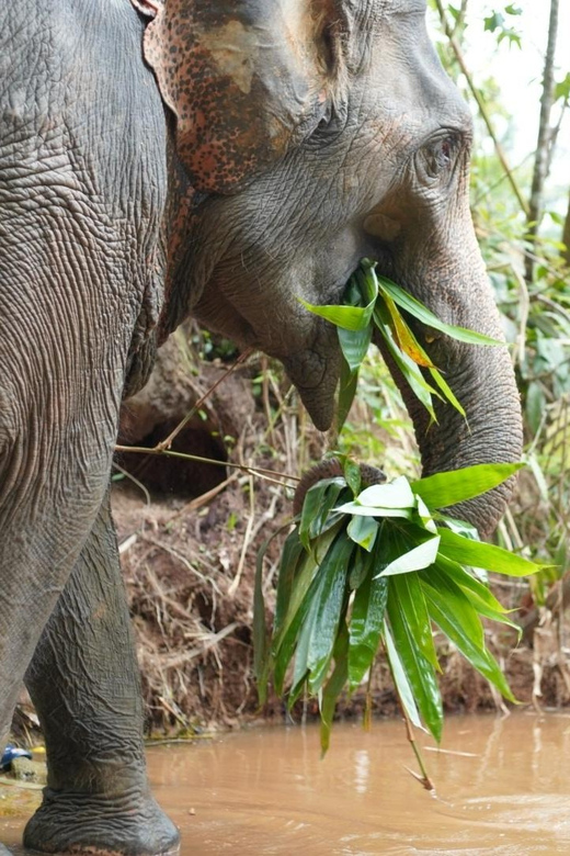 Khaolak: Elephant Sanctuary Guided Tour with Hotel Transfers - Authentic Reviews: What Visitors Say