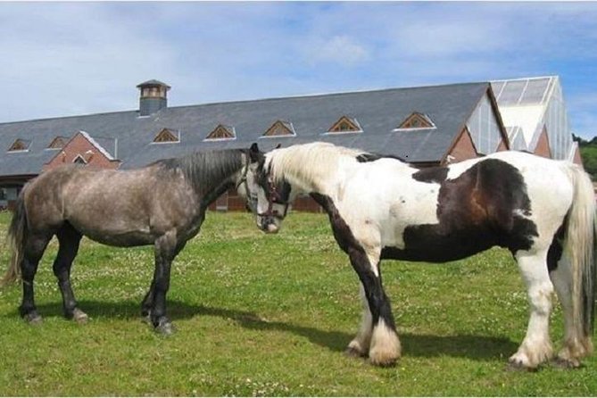 Killarney National Park Horseback Ride. Co Kerry. Guided. 2 Hours. - Customer Feedback