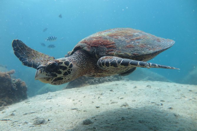Koh Tao 2-Dive Day Trip from Koh Samui for certified divers - FAQs about the Koh Tao 2-Dive Day Trip