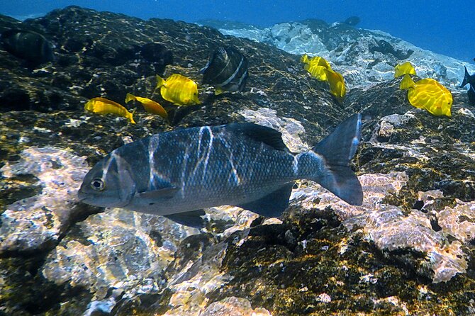 Kona Coast Cruise: Snorkel Kealakekua Bay & Dolphin Encounter - Final Thoughts