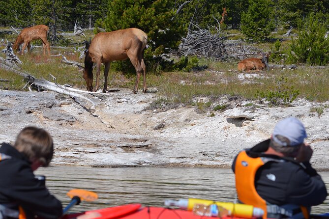 Lake Yellowstone Half Day Kayak Tours Past Geothermal Features - Guide Expertise and Interaction