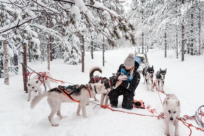 Lapland Husky Safari From Saariselkä - Preparing for Your Adventure