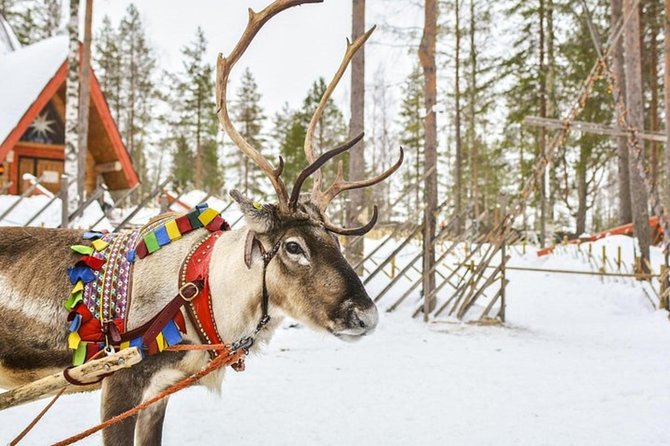 Lapland Reindeer and Husky Safari From Levi - Visiting the Husky Enclosure