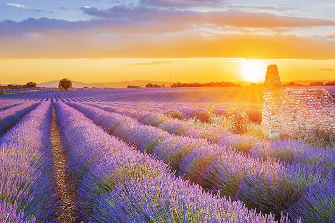 Lavender Route - Small-Group Day Trip From Avignon - Learning About Lavender Oil Production