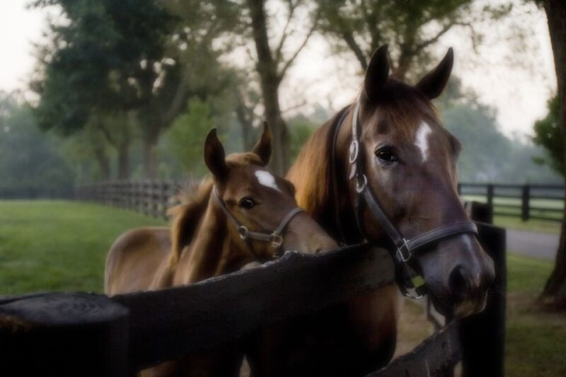 Lexington: Thoroughbred Horse Farm Tour and Scenic Bluegrass - The Transportation and Group Size