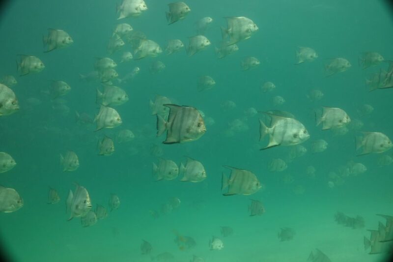Lower Grand Lagoon: Panama City Beach Guided Snorkeling Tour - Who Will Love This Experience?
