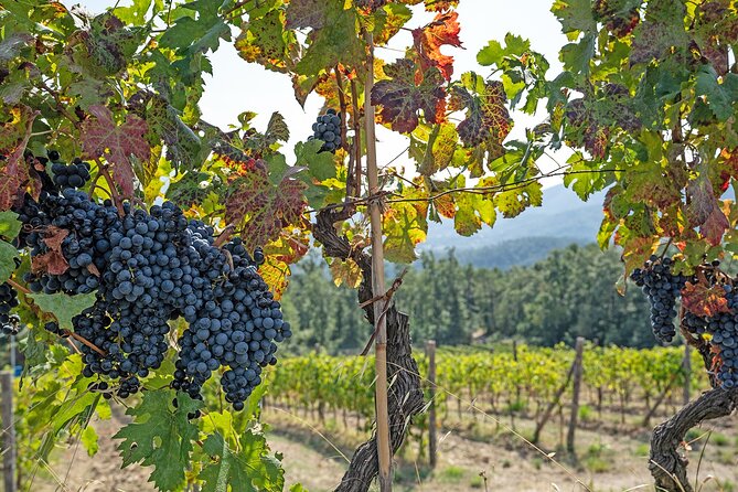 Lucca: Self-Guided Bike Tour + Picnic in the Vineyards - Participant Guidelines and Requirements