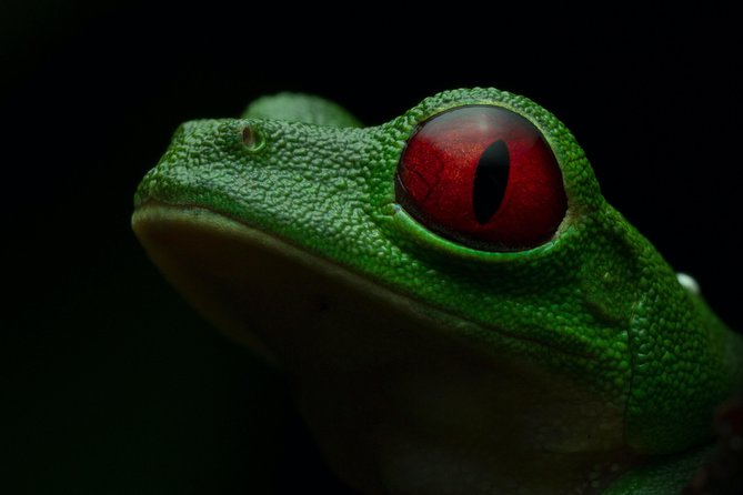 Manuel Antonio Herping Night Tour (Reptiles and Amphibians) - Discovering the Reptilian Wonders of Manuel Antonio