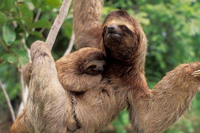 Manuel Antonio National Park, PRIVATE Day Tour From Jaco - Accessibility and Requirements
