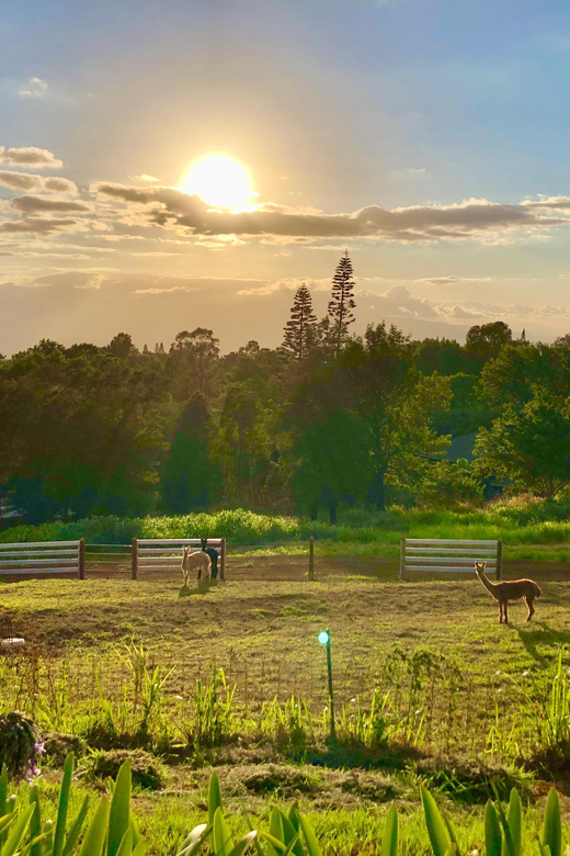 Maui: Alpaca Farm Visit with Hands-On Activities - Authenticity and Value