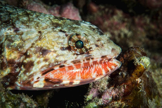 Maui Certified Shore Diving From Lahaina - Booking and Cancellation Policies