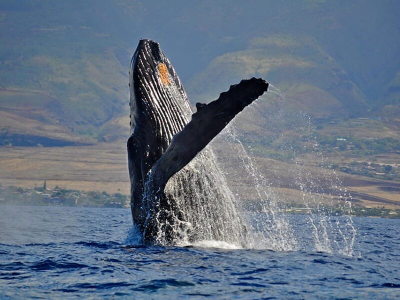Maui: Custom Elite Tour with Escalade & Meals - Scenic Spots and Activities