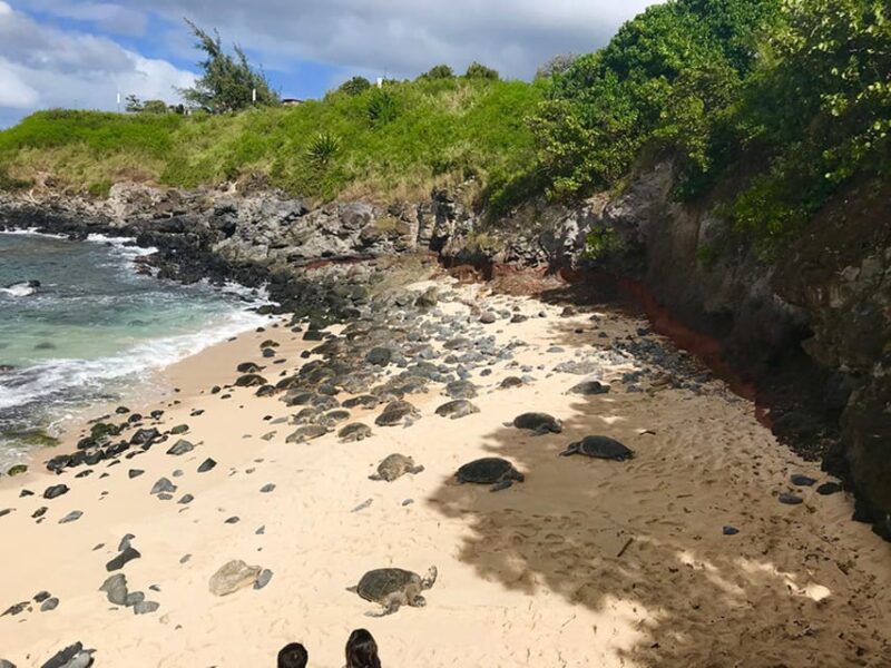 Maui: Private Halfway to Hana Tour - The Sum Up