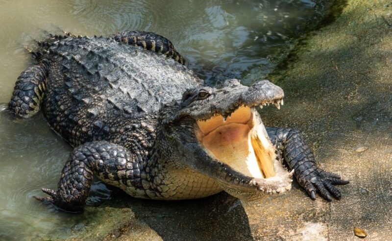 Miami: Half-Day Everglades Tour - Analyzing the Value