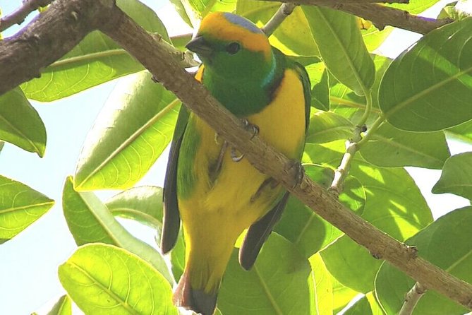 Monteverde Birdwatching Experience - Advice for Participants