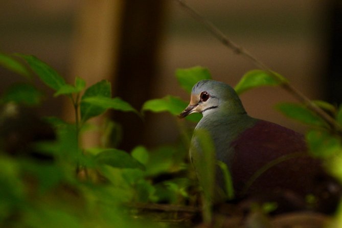 Monteverde Cloud Forest GUIDED Walk and Hummingbird Sanctuary - Personalized Attention and Knowledgeable Guides