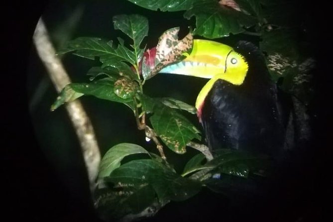 Monteverde Night Tour With a Certified Tour Guide (6 PM or 8 PM) - Participant Feedback and Expectations