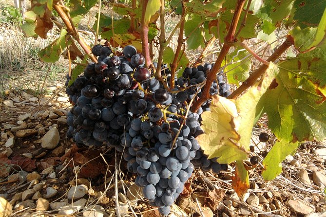 Morning Wine Tour to Chateauneuf Du Pape From Avignon - Exploring Cellars and Vineyards