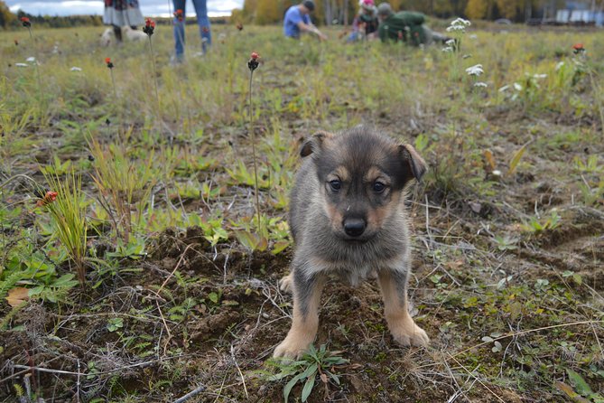 Mush Your Own Sled Dog Team (Summer/Fall Tour) - Logistics and Practical Details