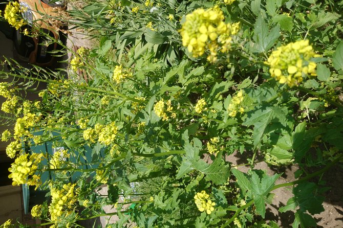 Mustard-Guided Manufaktur Sightseeing, Tasting and Factory Sales - Sightseeing Opportunities