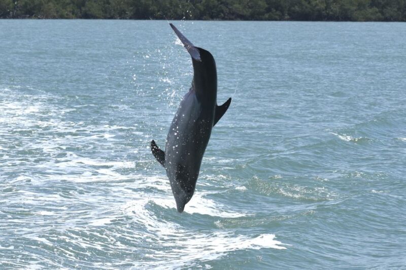 Naples, FL: Manatee, Dolphin, 10,000 Islands Sunset Cruise - Wildlife and Scenery: What You Might See