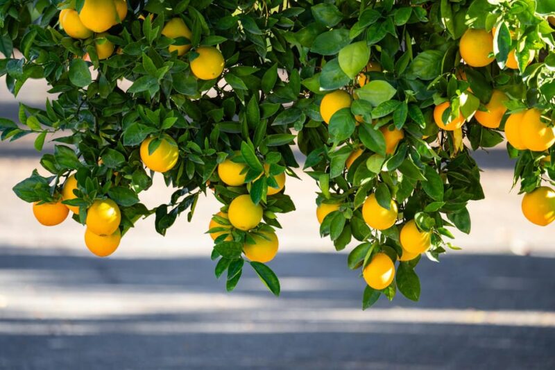 Naples: Guided Tour of the Picturesque Amalfi Coast - Important Information