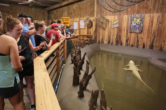 New Orleans Airboat Ride - Final Thoughts: The Real Value and Who’s It For?