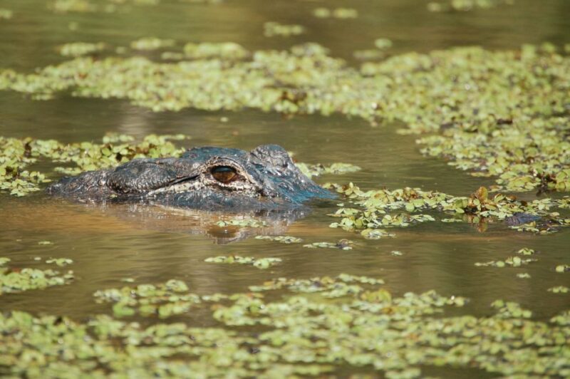 New Orleans: High Speed 9 Passenger Airboat Tour - The Value and Pricing