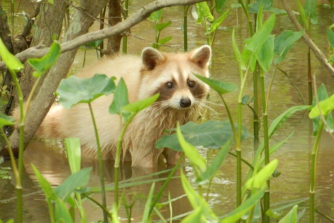 New Orleans Swamp and Bayou Boat Tour with Transportation - The Sum Up