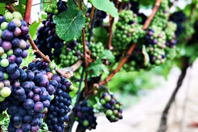 Niagara-on-the-Lake: Half-Day Wine, Beer & Charcuterie Tour - Transportation and Timing