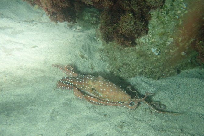Night Snorkeling Tour - Exploring the Nocturnal Marine Life