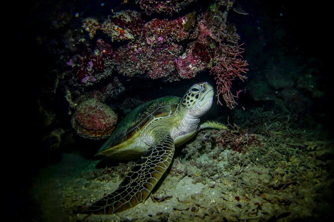 Night-Time Snorkel at Turtletown With Stars, Lights, and Photos - Encounter Amazing Marine Life
