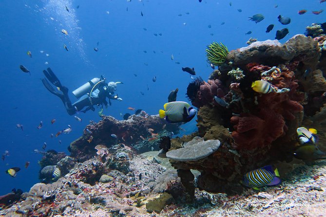 Nusa Penida Day Trip for 3 dives - The Sum Up